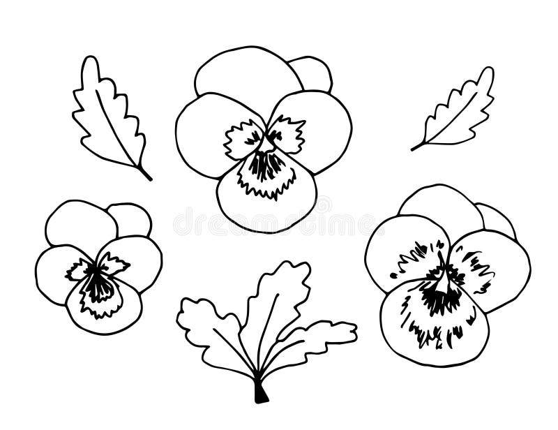 Viola Coloring Stock Illustrations – 110 Viola Coloring Stock ...