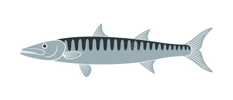 Barracuda Logo. Isolated Barracuda on White Background Stock Vector ...