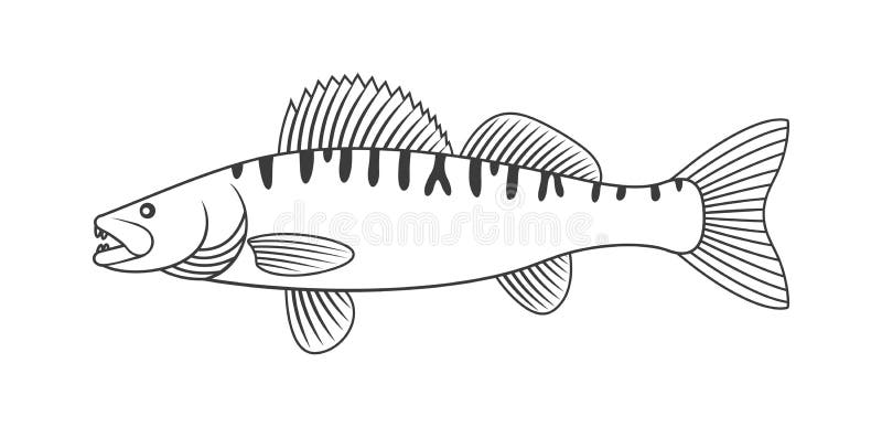 Zander Sign Stock Illustrations – 103 Zander Sign Stock Illustrations ...