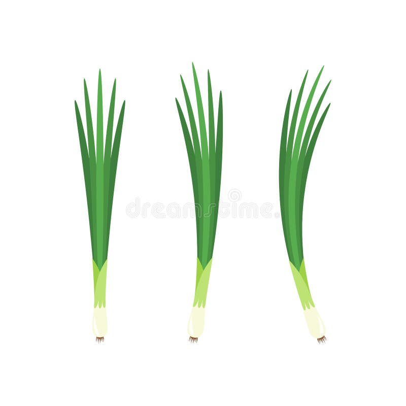 Spring Onions Vector Illustration Hand Drawn Vegetable Cartoon Art ...