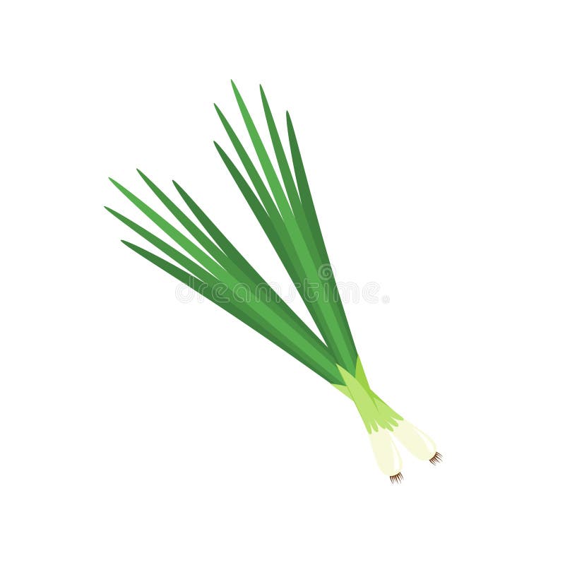 Spring Onions Vector Illustration Hand Drawn Vegetable Cartoon Art ...