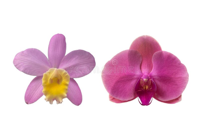 A Set of Orchid Flower Patel Asian Houseplant, Isolated, Top View, High ...