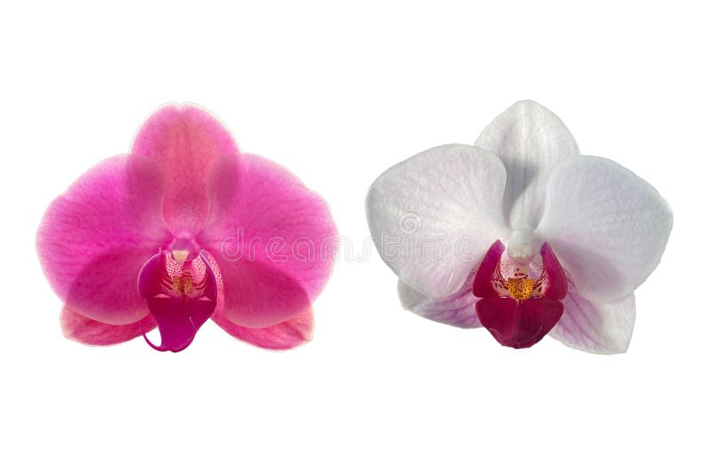 A Set of Orchid Flower Patel Asian Houseplant, Isolated, Top View, High ...
