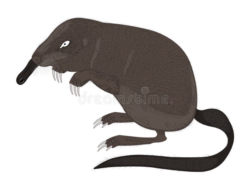 Desman Animal Vector Illustration Transparent Background Stock Vector ...