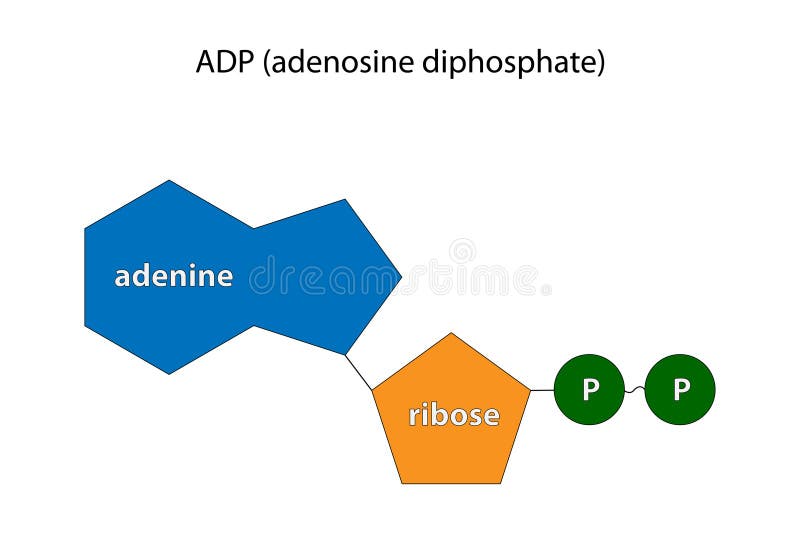 Adenosine Diphosphate (ADP), Adenosine Pyrophosphate (APP) Stock Vector ...