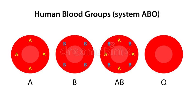 Blood Groups Stock Illustrations – 565 Blood Groups Stock Illustrations ...