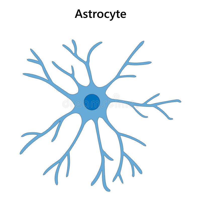 Astrocyte. Glial Cell. Vector Illustration. Stock Vector - Illustration ...