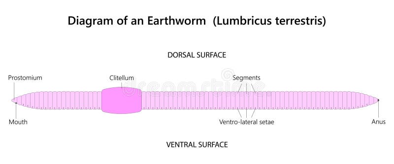 External Anatomy Of Earthworm