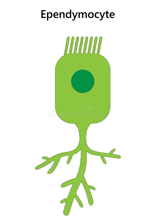 Ependymocyte Stock Illustrations – 2 Ependymocyte Stock Illustrations ...
