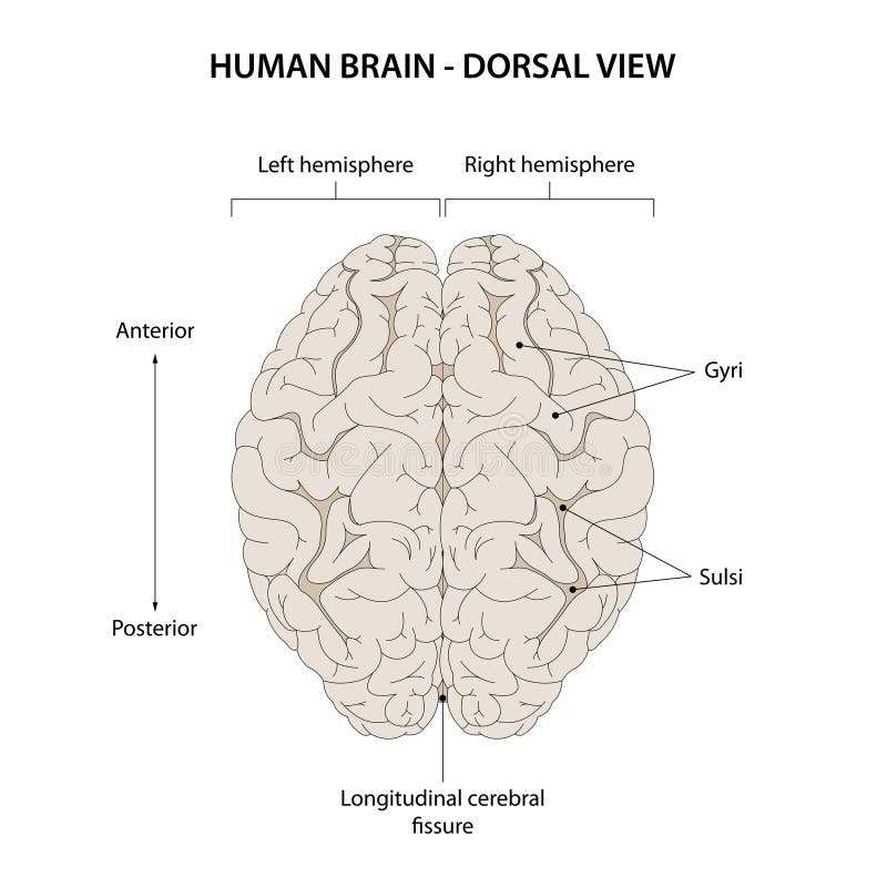 Brain Diagram Labeled Top View