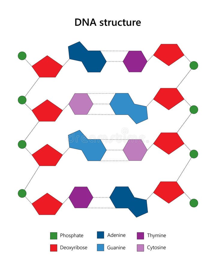 DNA Structure. Ladder Configuration. Stock Vector - Illustration of ...