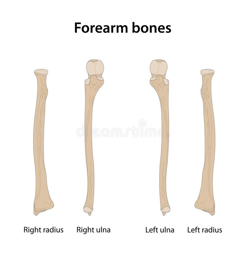 Radius Anatomy Unlabeled