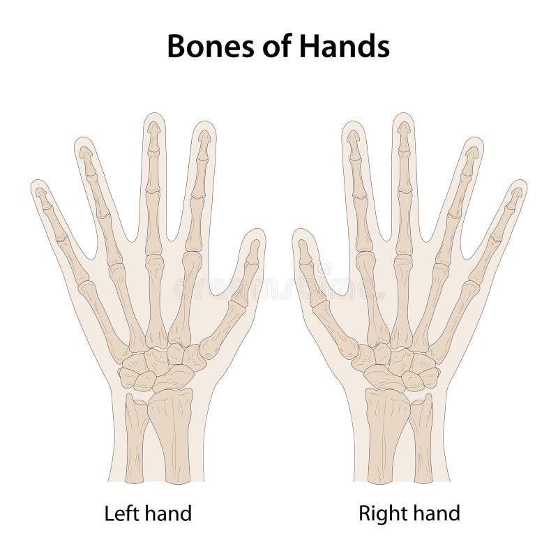 Middle Finger Skeleton Hands Stock Illustrations – 18 Middle Finger ...