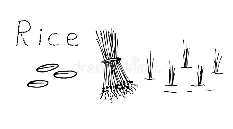 Stages of Rice Planting, Plant Cultivation, Agriculture, Grain Products ...