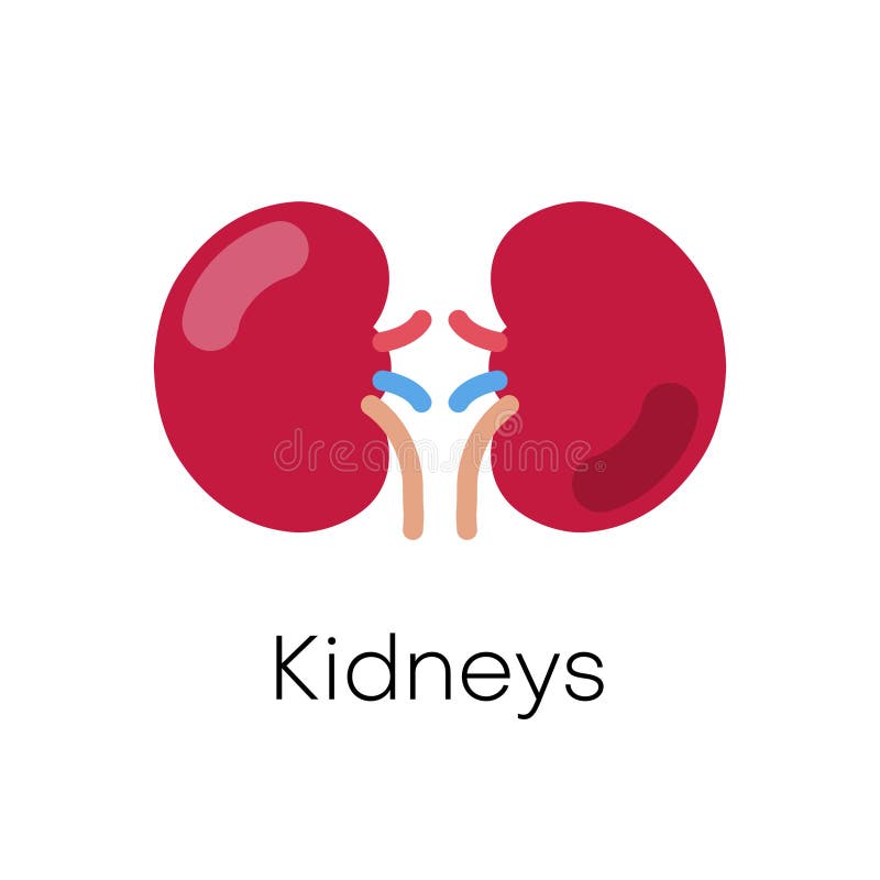 Human Kidney. Internal Organs Anatomy. Urinary System Stock Vector ...