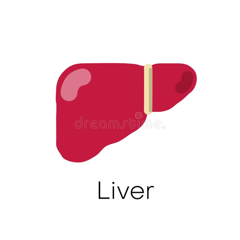 Liver Anatomy Structure. Vector Hepatic System Organ, Digestive ...