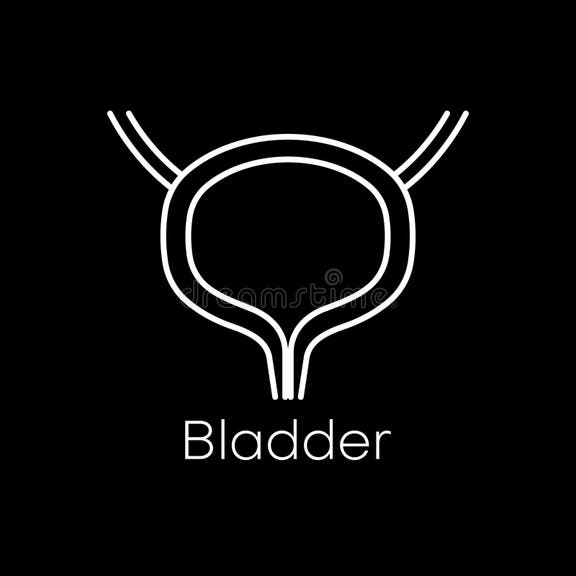 Human Bladder Line Icon. Linear Style Sign for Mobile Concept and Web ...