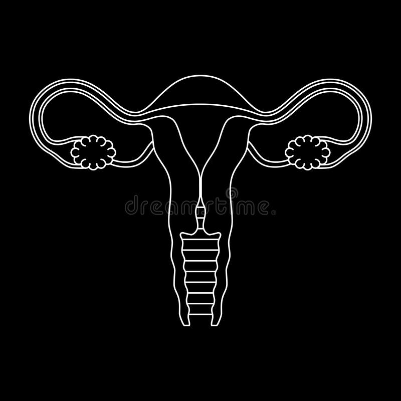 Human Anatomy Female Reproductive System in Line Style, Female ...