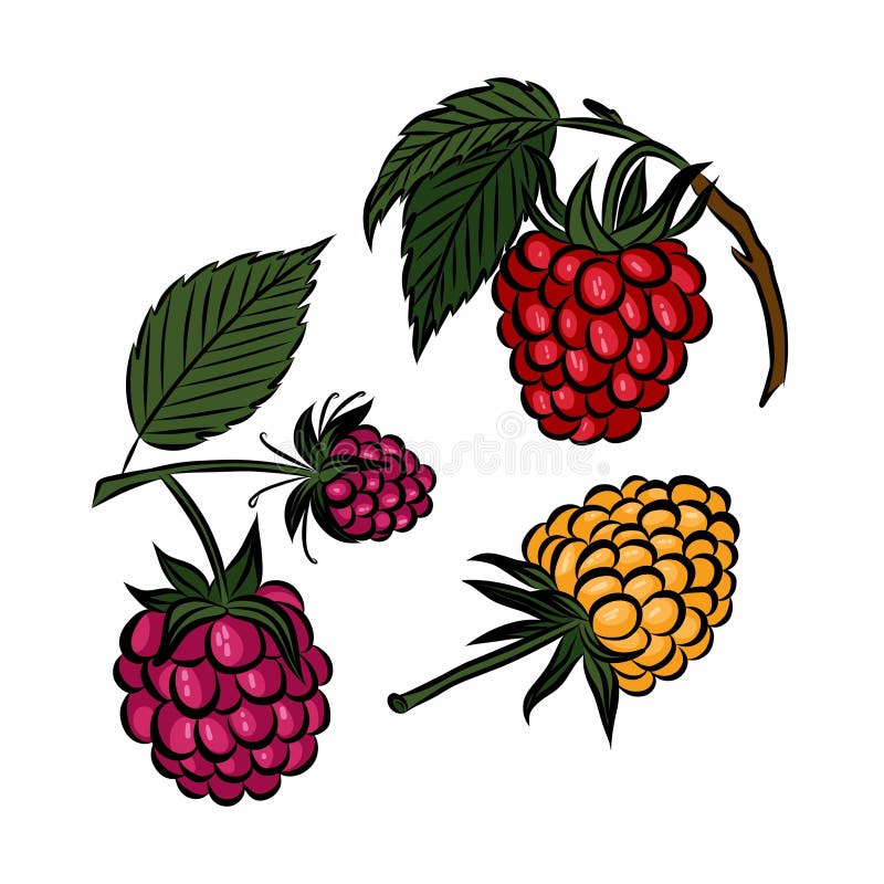 Raspberry, Fresh Garden Red Berry. Set Colored Icons of Ripe Sweet ...