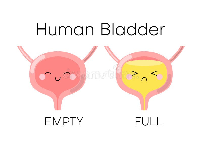 Cute Happy Empty Bladder and Sad Sick Full Bladder, Funny Human Bladder ...