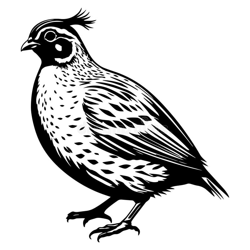 Quail Bird Silhouette Black Style with White Background Vector ...