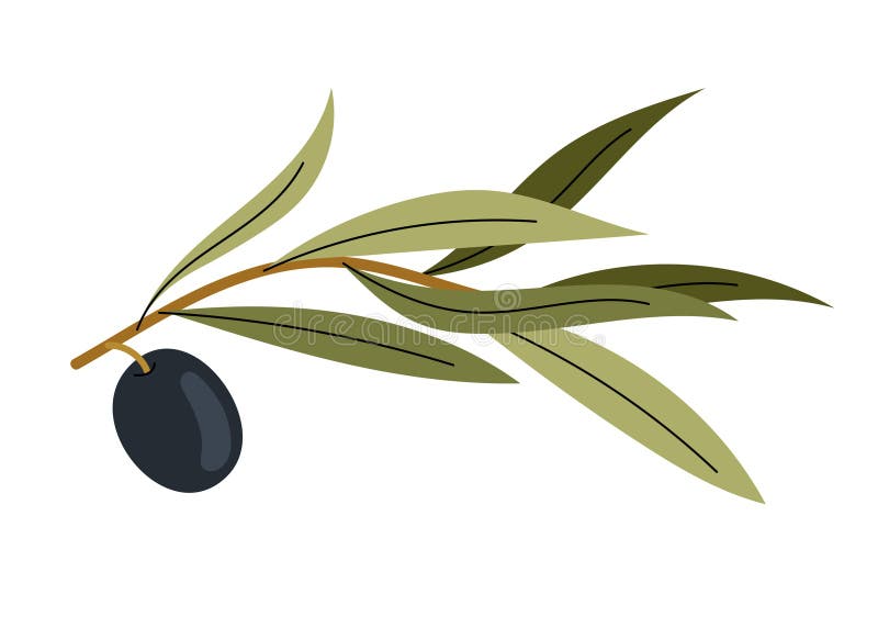 Elegant Olive Branch Drawing Isolated. Hand Drawn Olive Branch. for ...