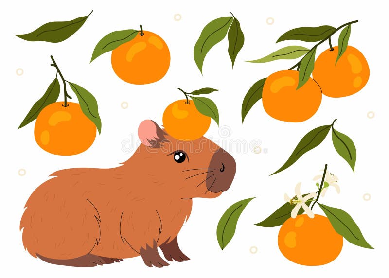 Funny Capybara. Ripe Tangerine on Twig. Citrus Orange Fruit with Green ...