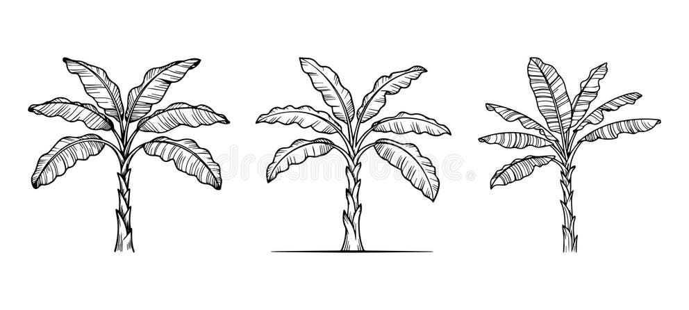 Hand-Drawn Banana Tree Line Art, Black and White Banana Tree Drawing ...