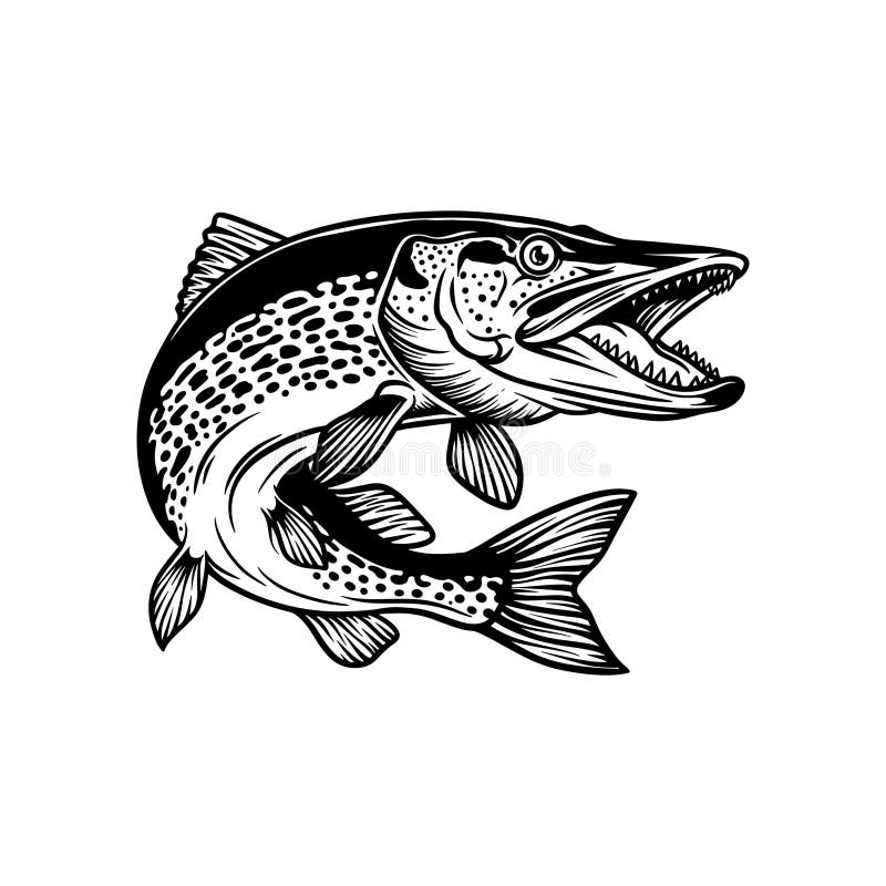 Pike Fish Vector, Aggressive Predator Pike Clipart Stock Vector ...