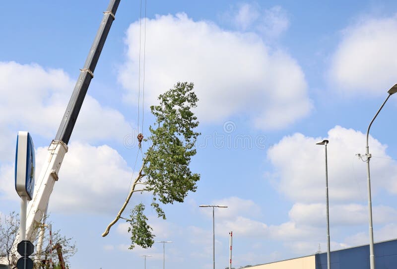 Mobile Crane is Removing a Fallen Tree Off the Road Stock Photo - Image ...