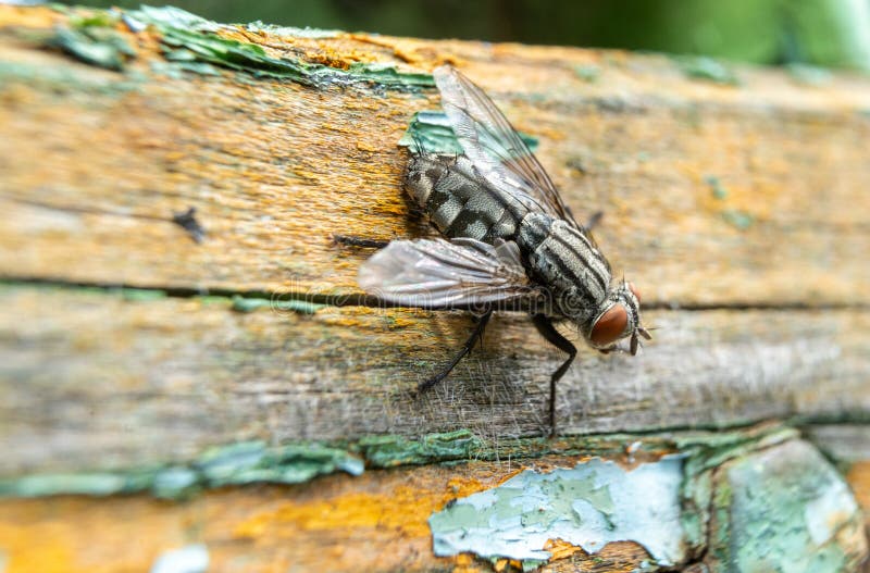 Mobile Head with Large Compound Eyes Stock Photo - Image of hindwings ...