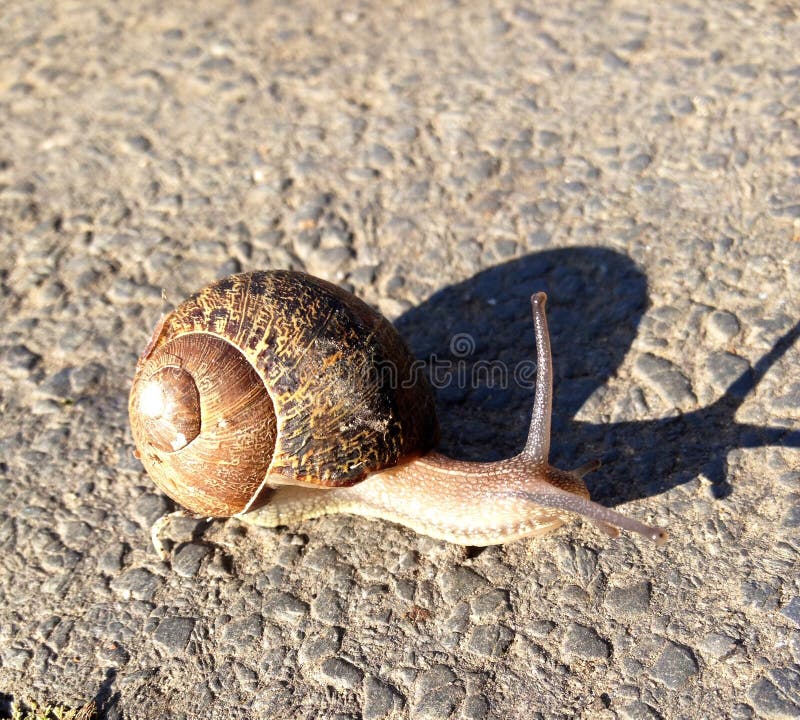 Mobile home stock photo. Image of snail, shell, slithering - 44157466