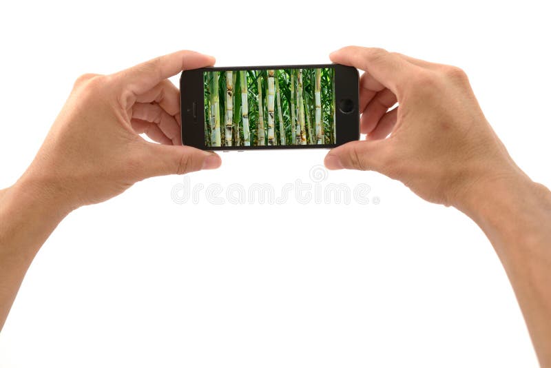 Mobile Phone with Hand Capture the Sugarcane Stock Photo - Image of ...