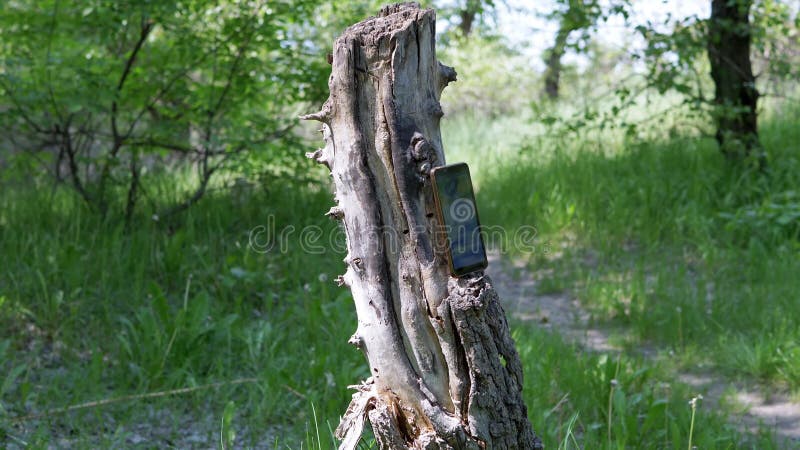 Mobile Phone with the Screen on, Left on a Rotten Stump in the Forest ...
