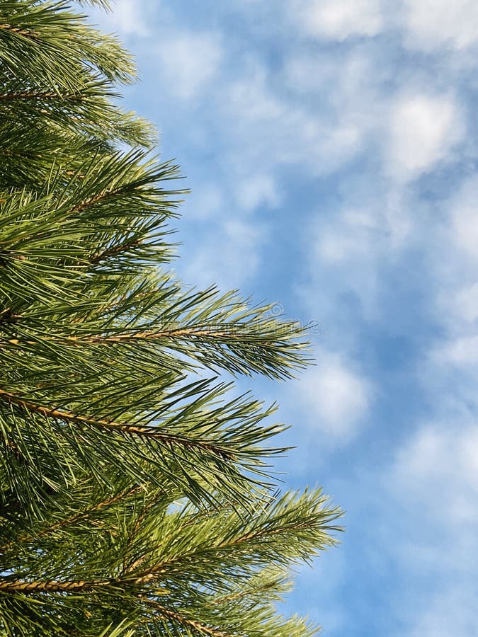 Nature stock image. Image of contrast, nature, mobile - 206459429