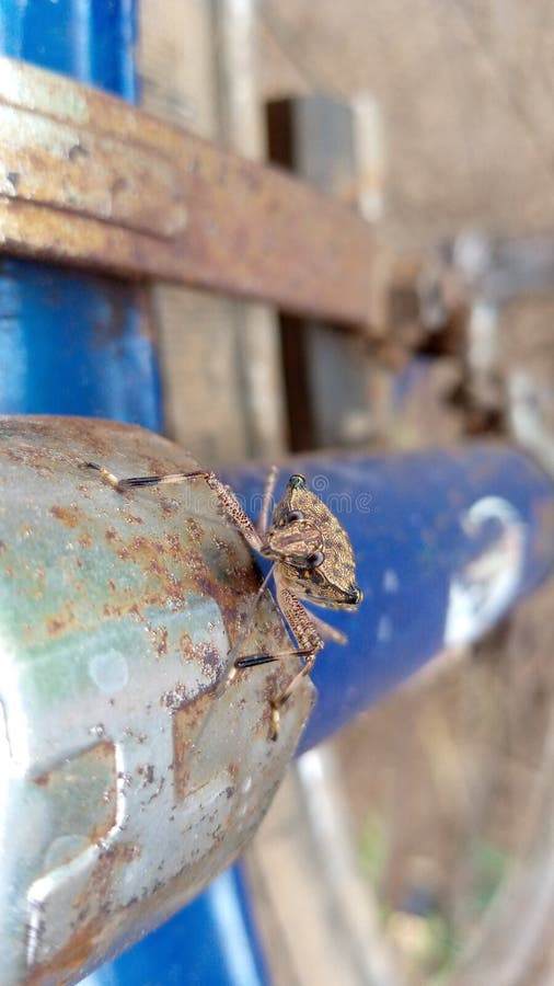 Mobile photo shoot of bug stock photo. Image of wildlife - 191473300