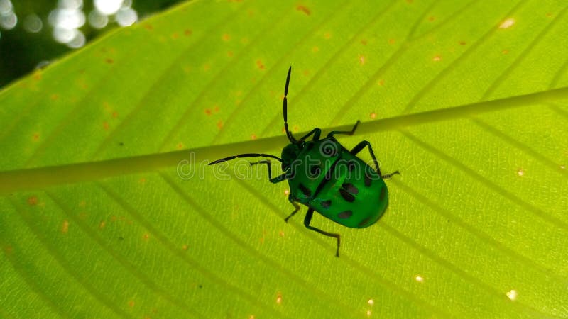 Mobile photo shoot of bug stock photo. Image of mobile - 191473356