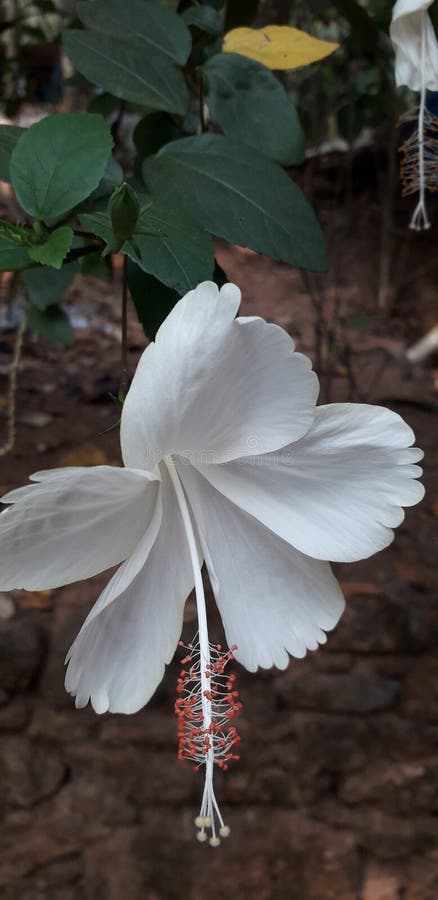 White chembarathi stock photo. Image of mobile, white - 141655956