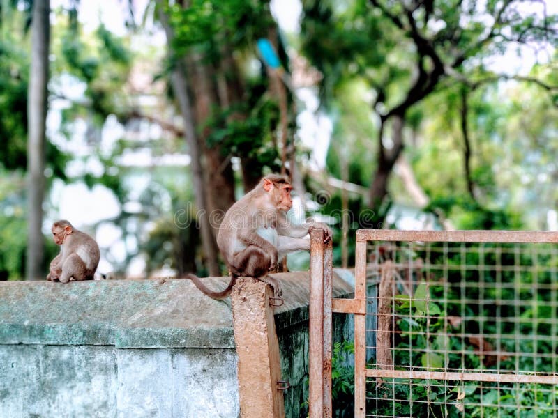 Mobile photography stock photo. Image of forest, fights - 135023082
