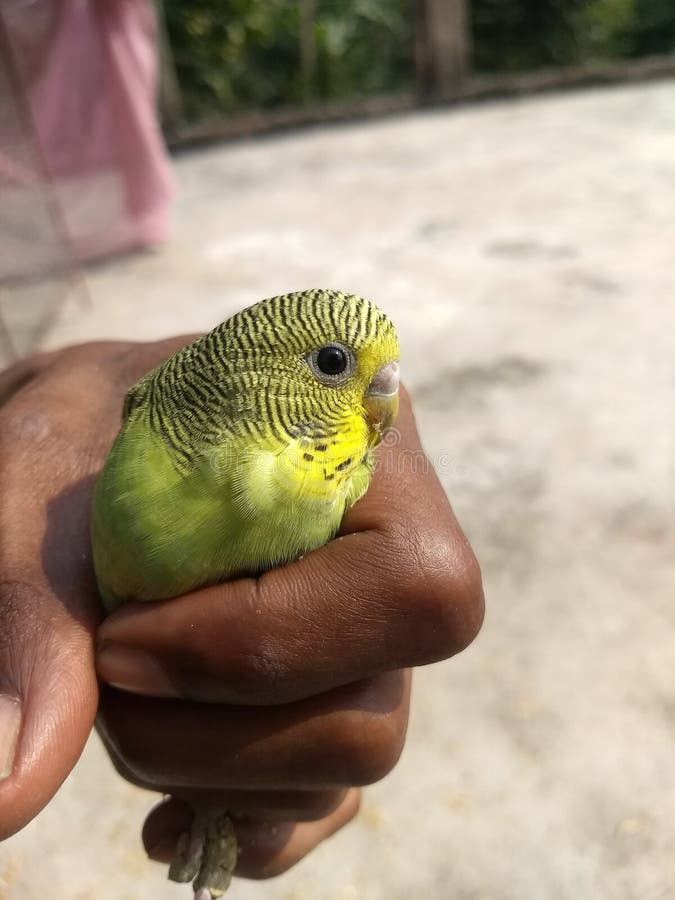 Mobile picking neture bird stock photo. Image of bird - 122547244