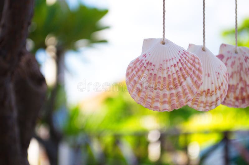 Mobile Shell. stock image. Image of interior, seashell - 74578691