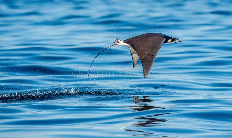Mobula Ray Jumping Out of the Water. Stock Photo - Image of ...