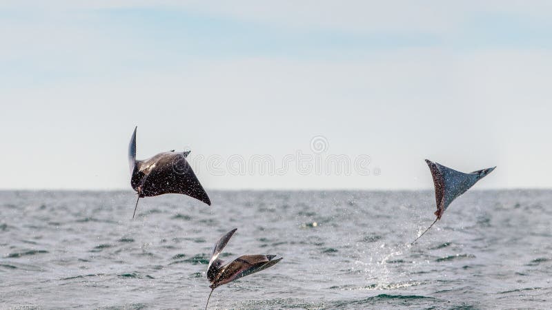 Mobula Ray Jumping Out of the Water. Stock Photo - Image of california ...