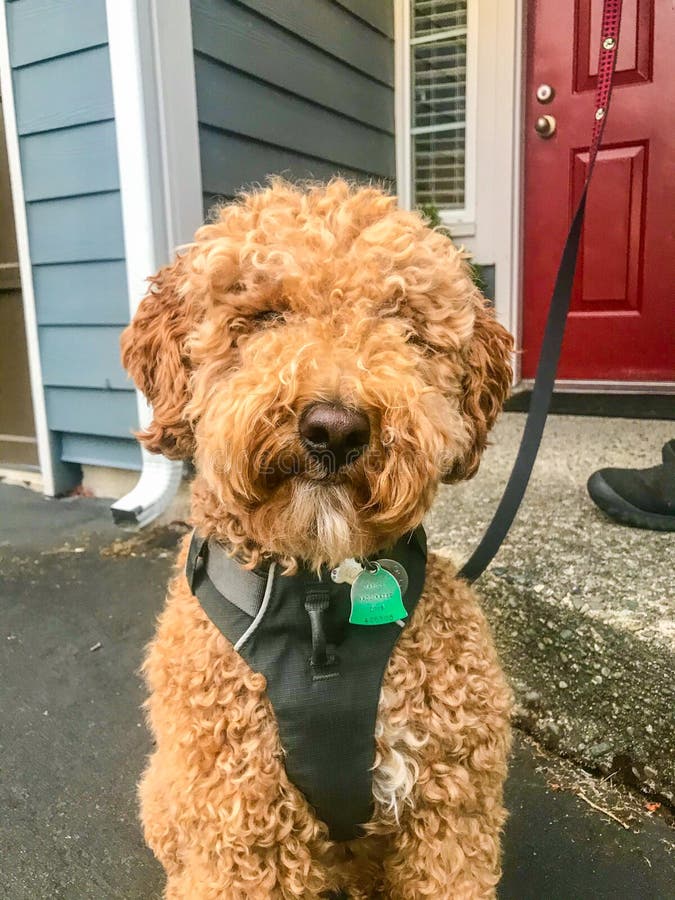 Mocha Australian Labradoodle Stock Photo - Image of poodle, labrador ...