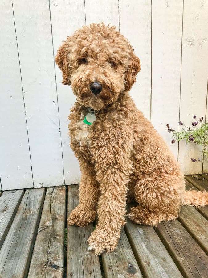 361 Cream Labradoodle Photos - Free & Royalty-Free Stock Photos from ...