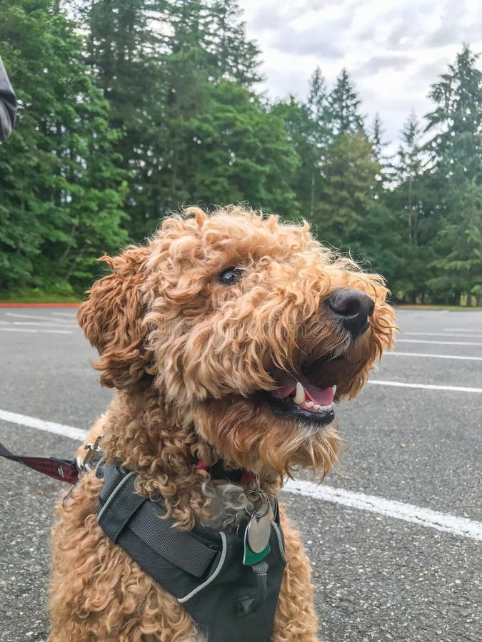 Mocha Australian Labradoodle Stock Image - Image of australian, mocha ...
