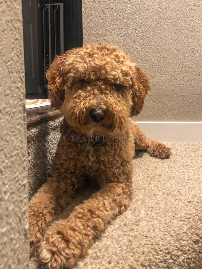 Mocha Australian Labradoodle Stock Photo - Image of mammal, mocha ...