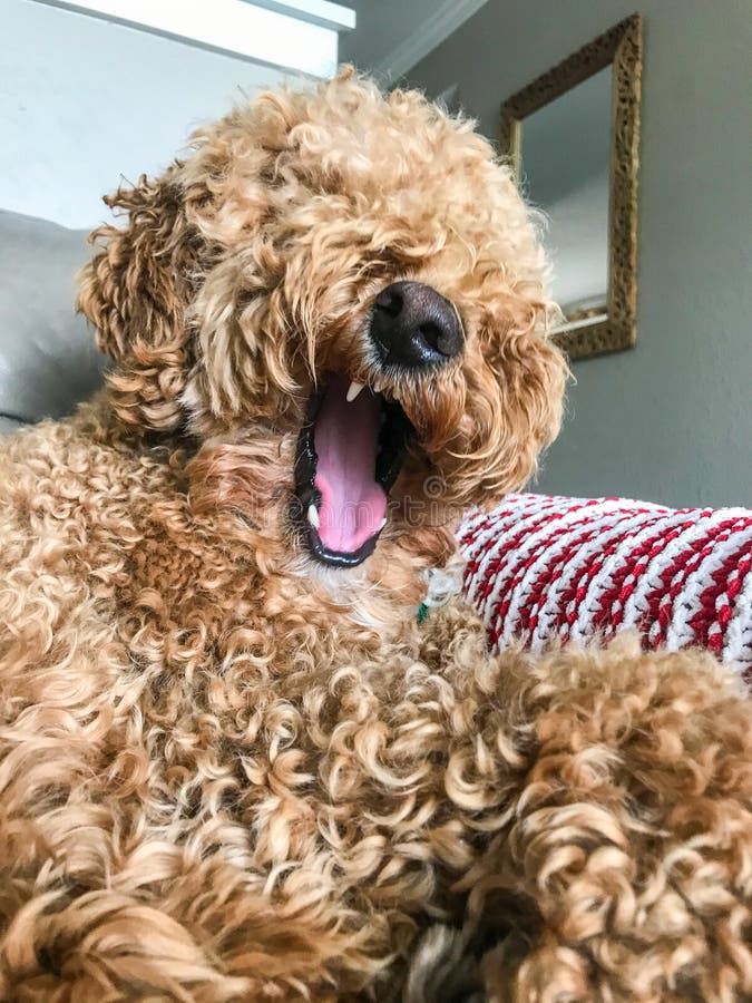 Mocha Australian Labradoodle Stock Image - Image of canine, adorable ...