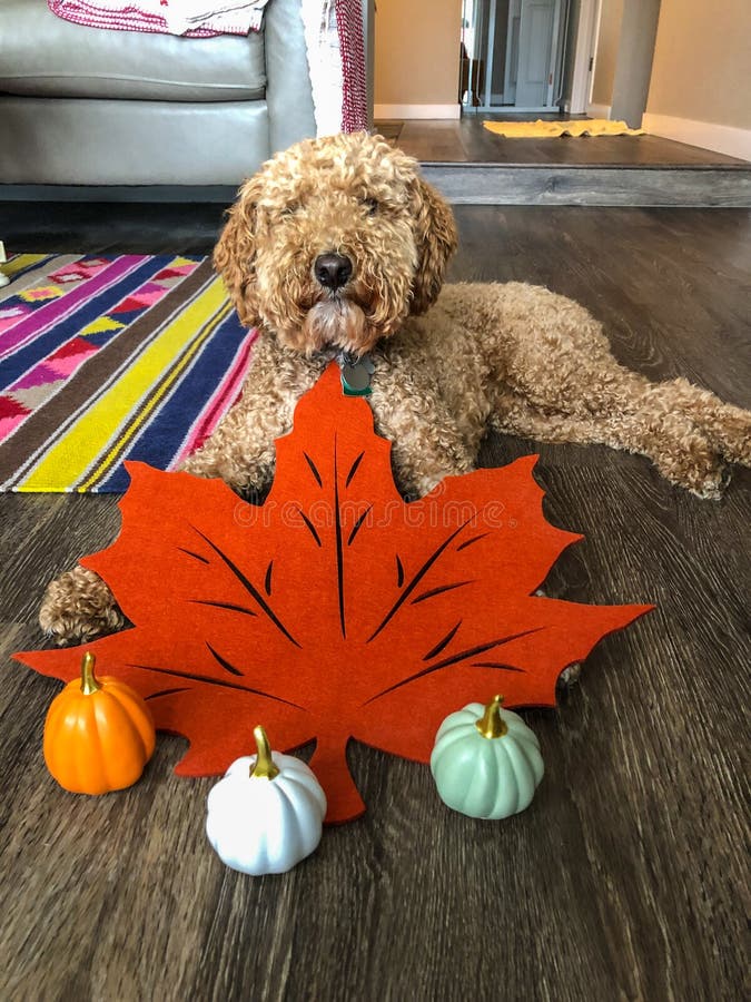 Mocha Australian Labradoodle Stock Photo - Image of doodle, labradoodle ...
