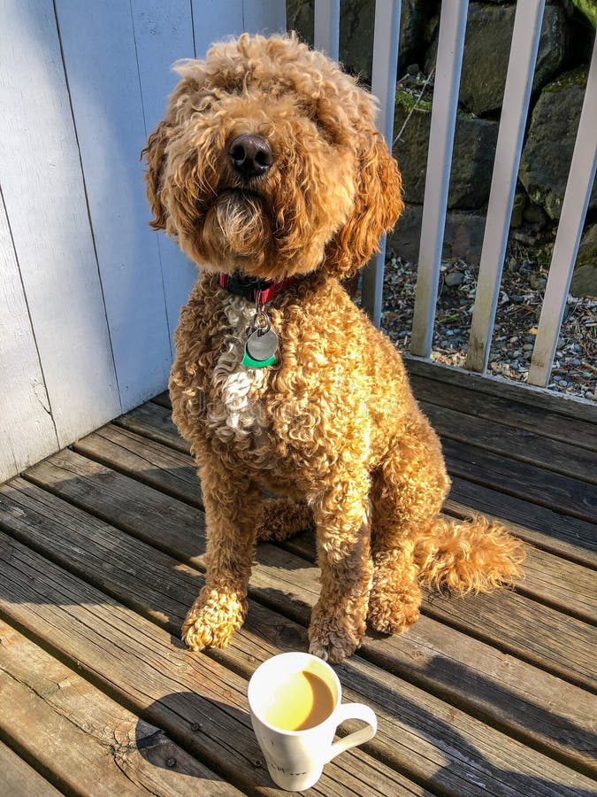 Mocha Australian Labradoodle Stock Image - Image of girl, hybrid: 203552995